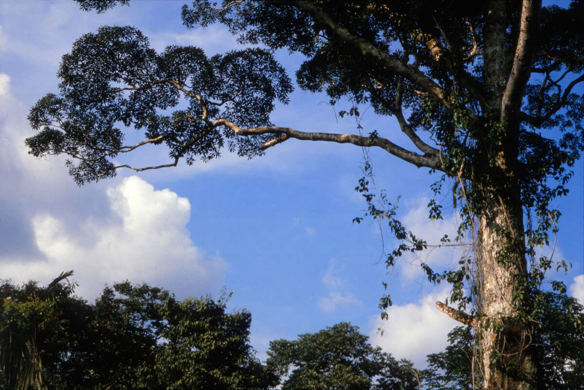 Yasuní: A Sanctuary of Biodiversity in the Amazon | LAC Geo