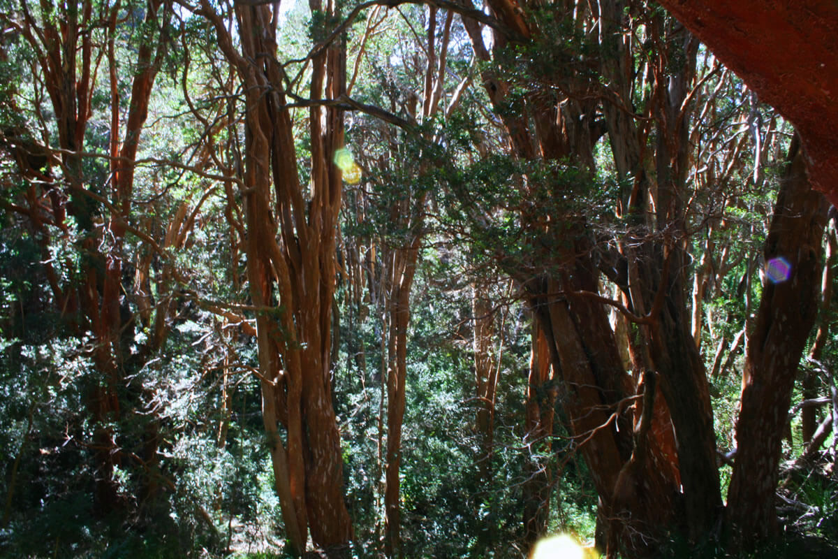 Los Arrayanes National Park: A Jewel of Patagonia | LAC Geo