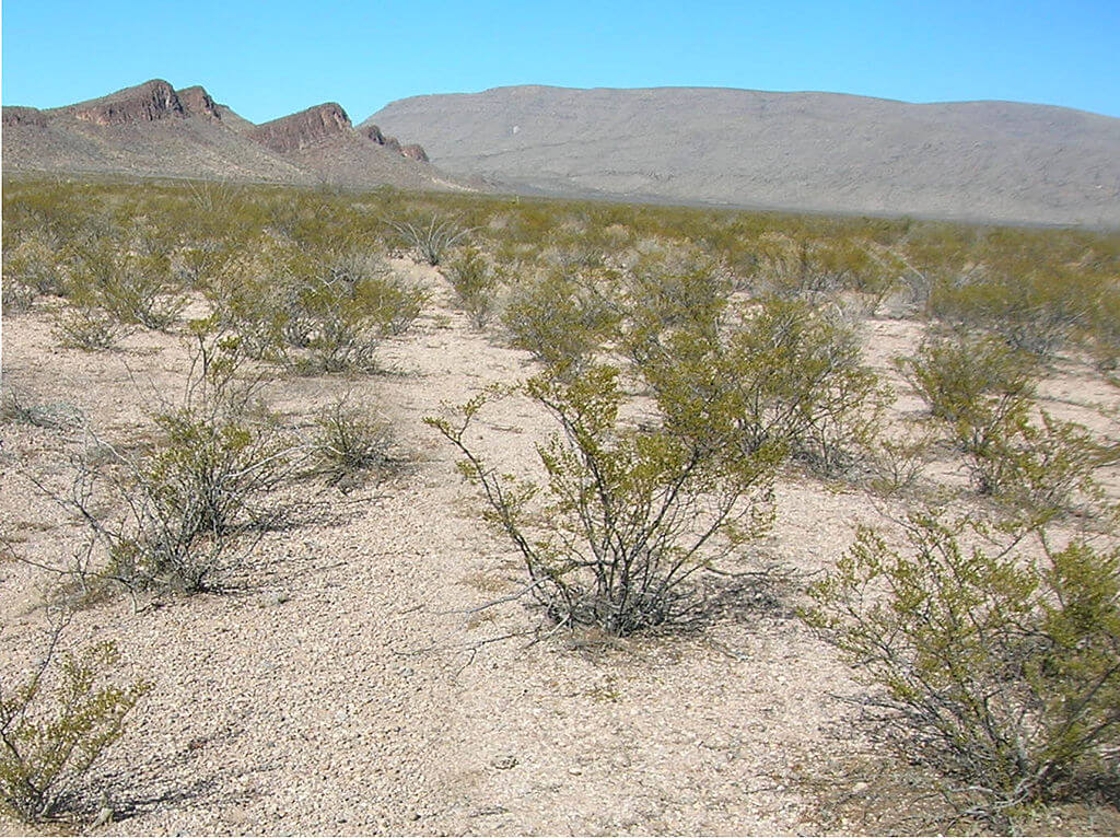 The Chihuahuan Desert: Discovering its Rich Landscape | LAC Geo