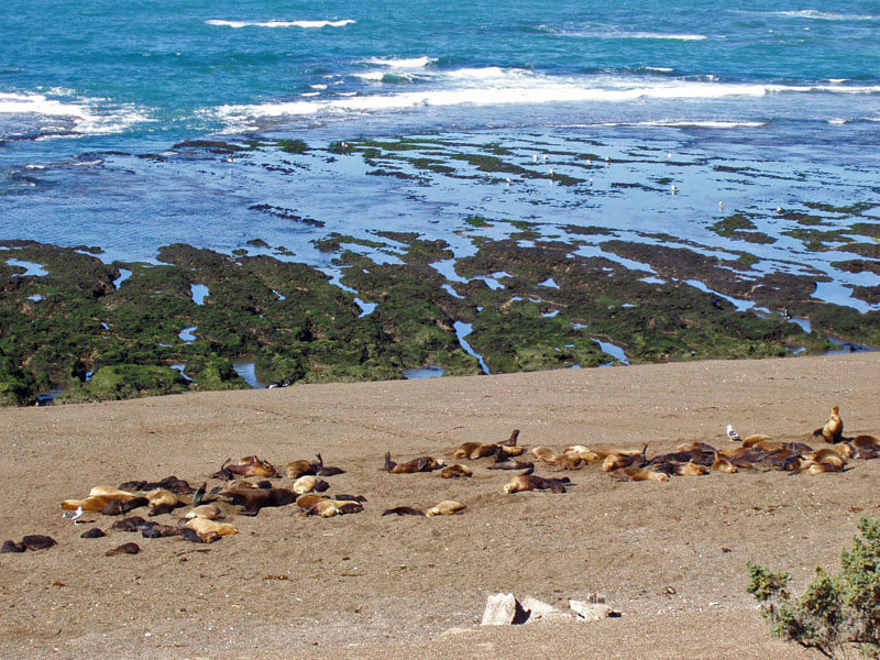 Valdés Peninsula: Patagonia's Jewel of Biodiversity & Conservation ...
