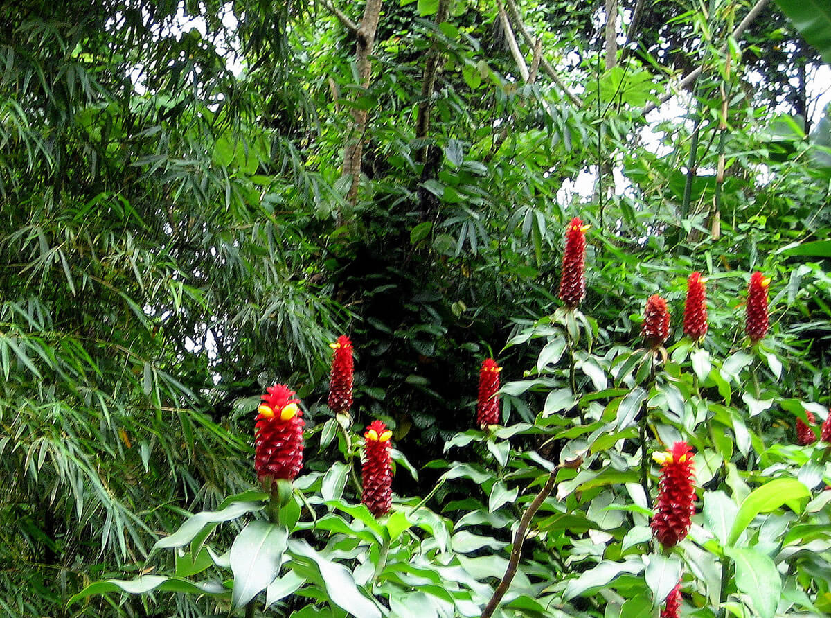 Grand Etang National Park: Grenada's Natural Sanctuary | LAC Geo