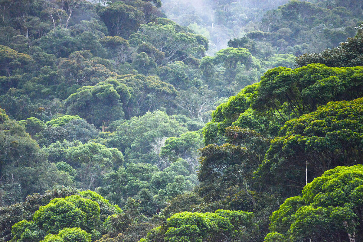 Mata Atlântica Biosphere Reserve: Brazil's Crown Jewel | LAC Geo