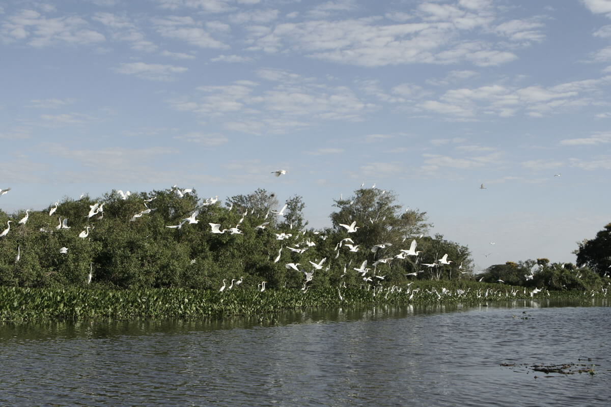 Pantanal Conservation Area: Sanctuary for Wildlife and Wetlands | LAC Geo