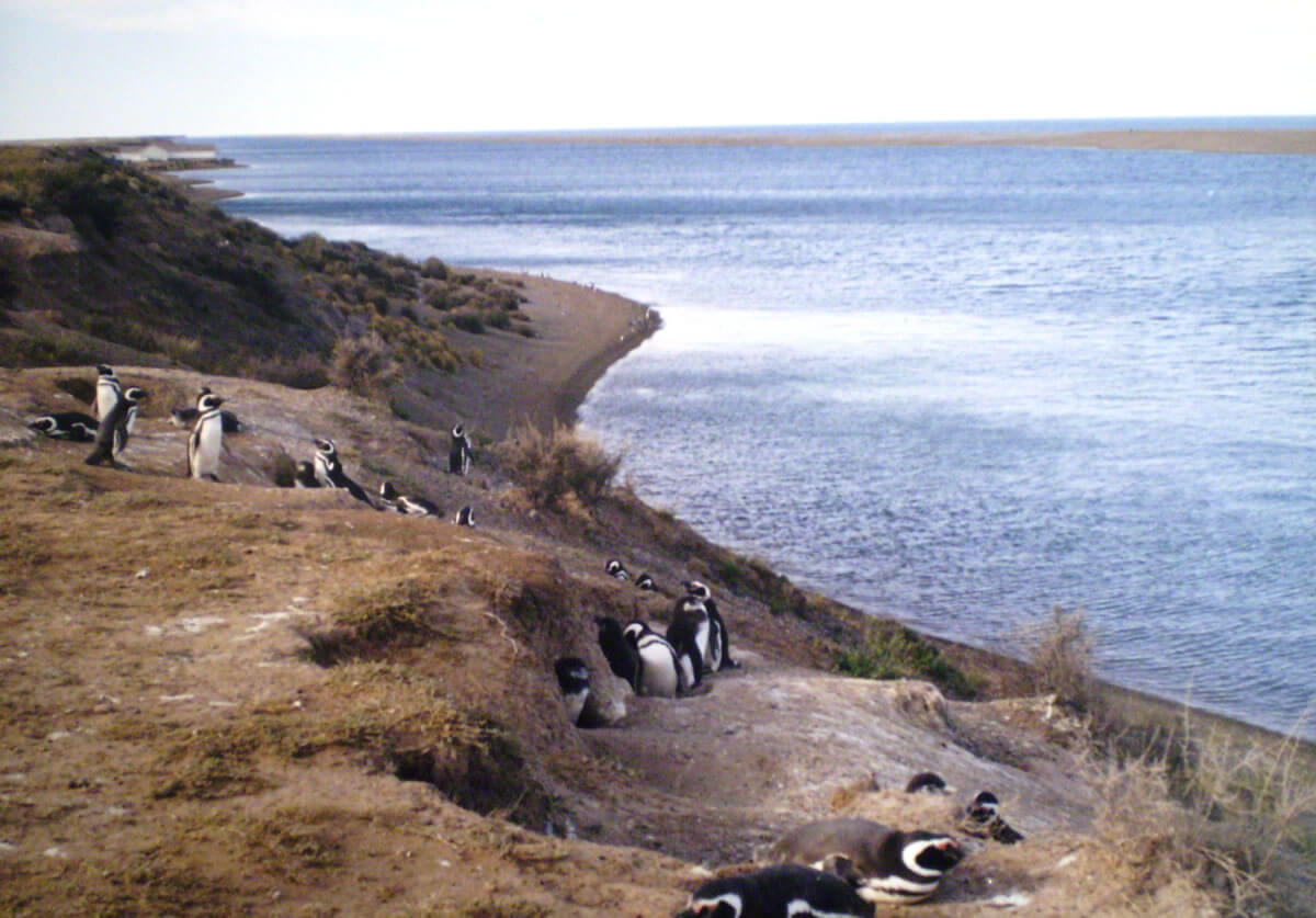 Valdés Peninsula: Patagonia's Jewel of Biodiversity & Conservation ...