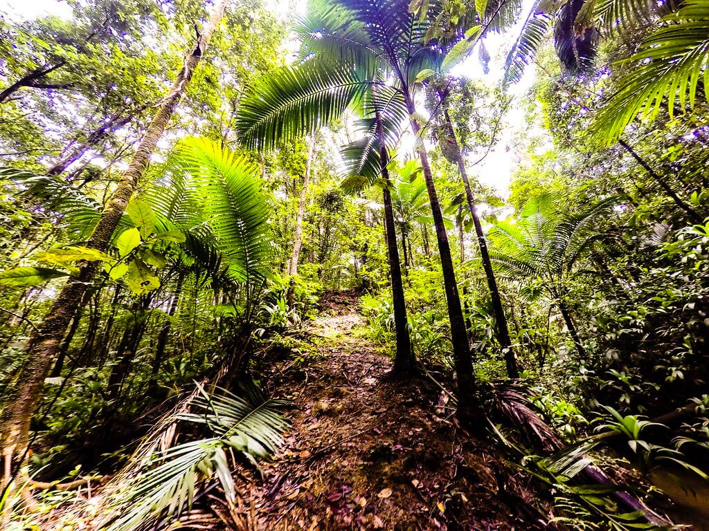 The Main Ridge Forest Reserve: Tobago's Natural Sanctuary | LAC Geo