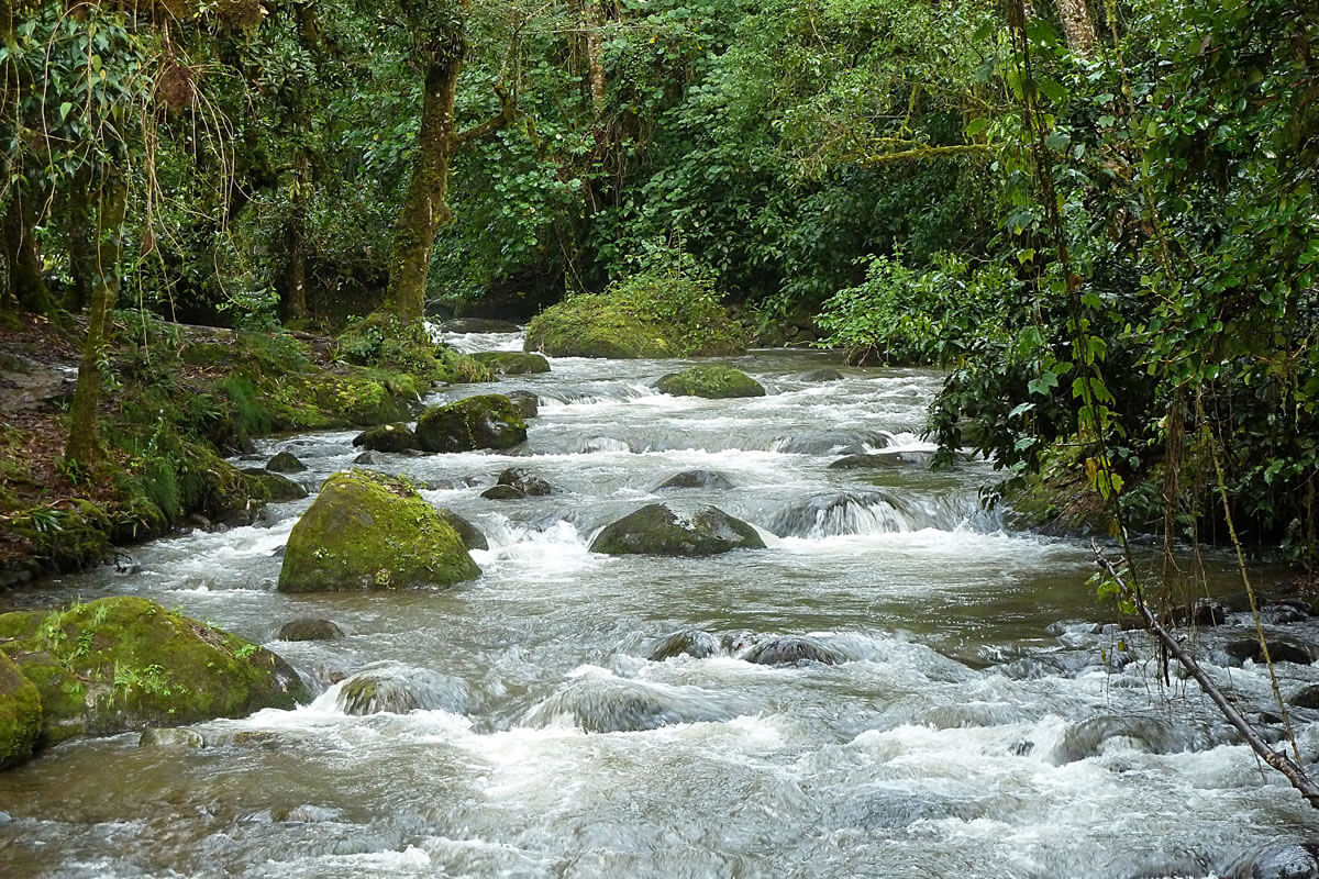 Savegre: Costa Rica's Biodiversity Gem | LAC Geo
