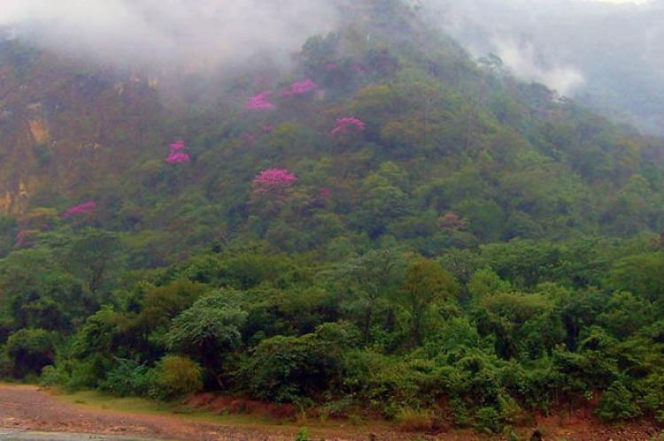 Amboró National Park: A Biodiversity Haven in Bolivia | LAC Geo