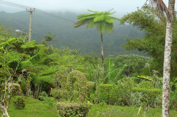 Grand Etang National Park: Grenada's Natural Sanctuary | LAC Geo