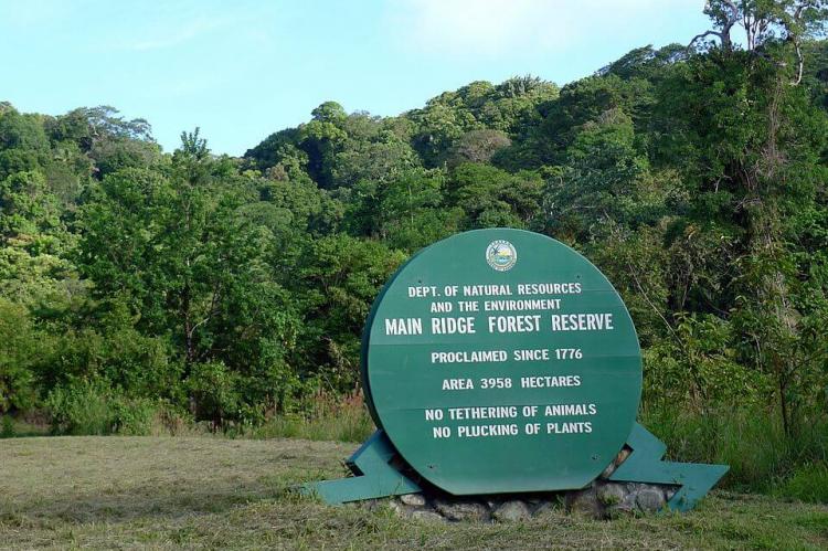 The Main Ridge Forest Reserve: Tobago's Natural Sanctuary | LAC Geo