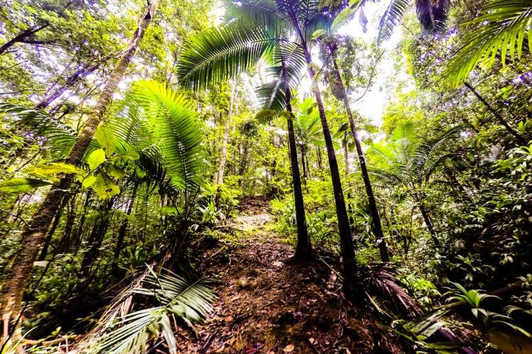 The Main Ridge Forest Reserve: Tobago's Natural Sanctuary | LAC Geo