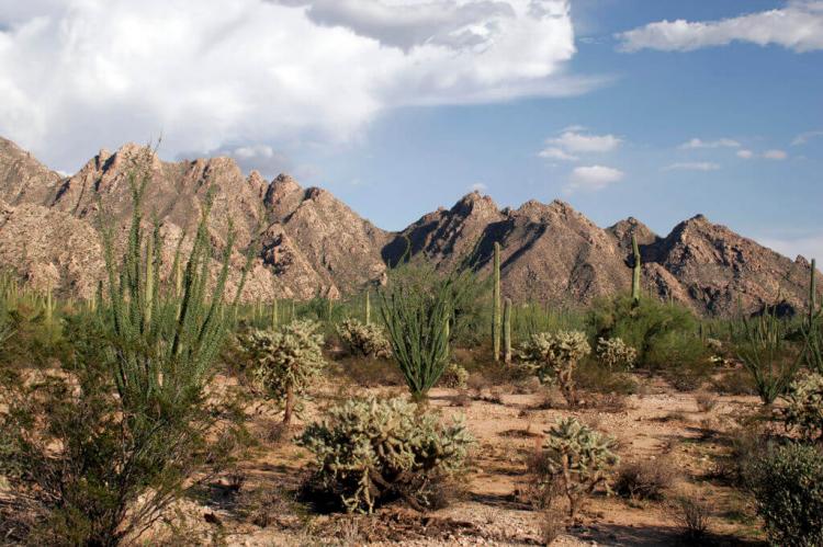 The Sonoran Desert: Oasis of Resilience | LAC Geo